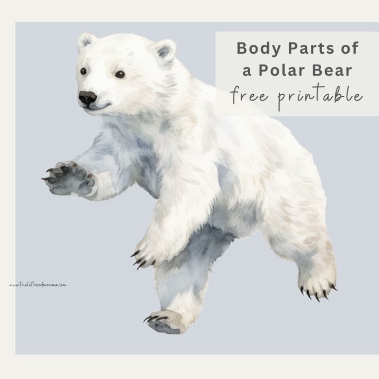 Polar Bear Family Activity Pack - Free homeschool resources